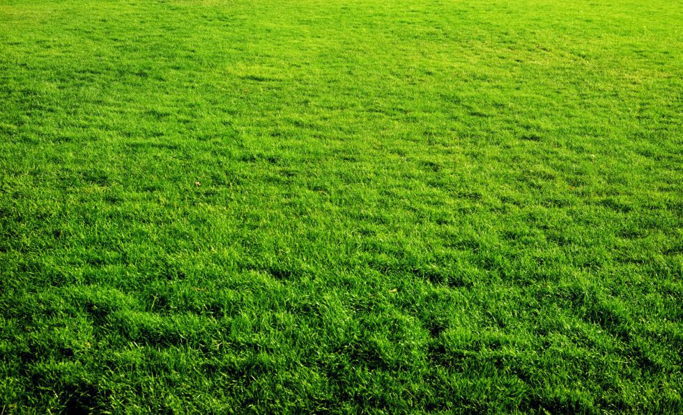Best Ways to Keep Your Grass Green - My Neighbor Services