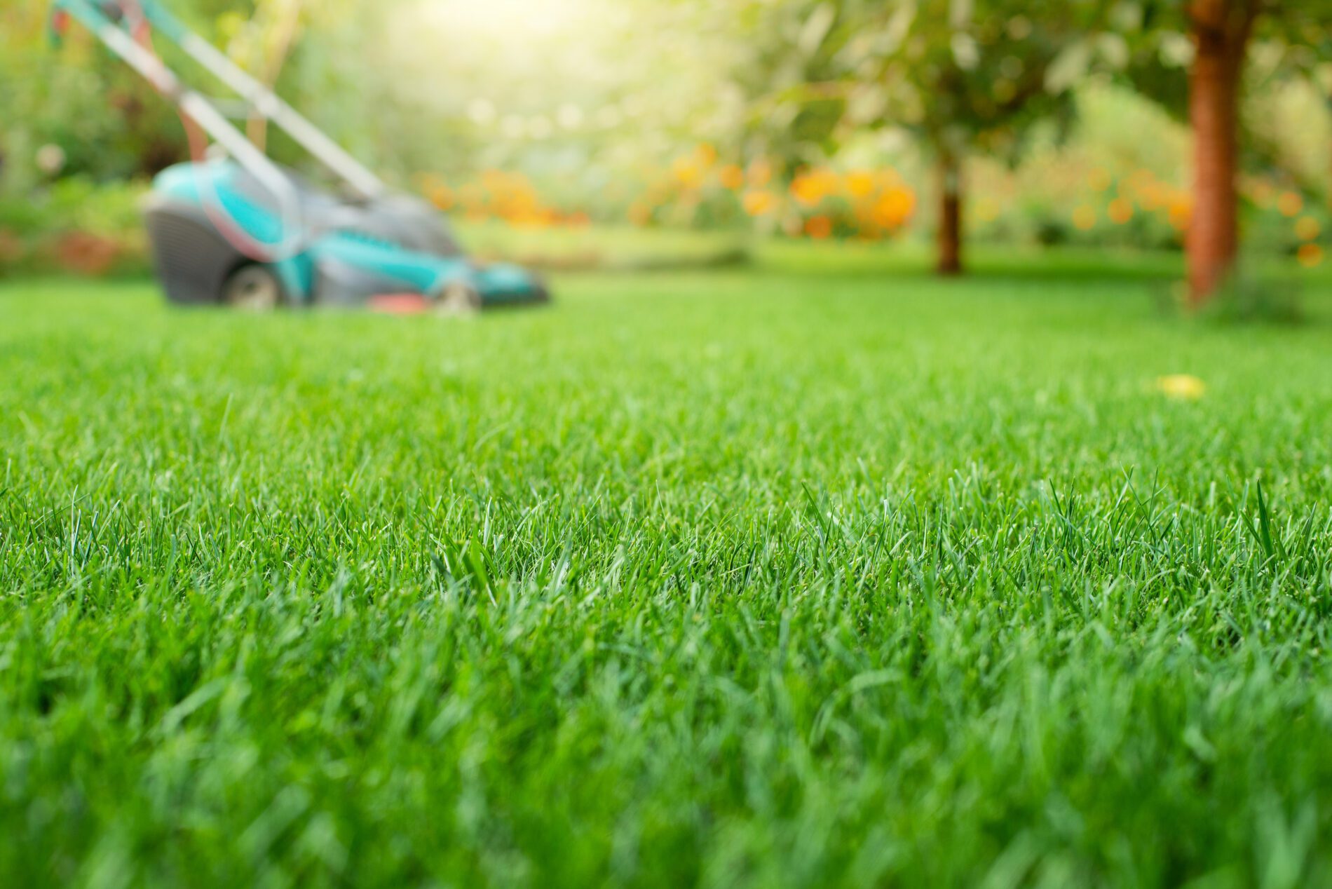 Improve The Quality of Your Lawn - My Neighbor Services