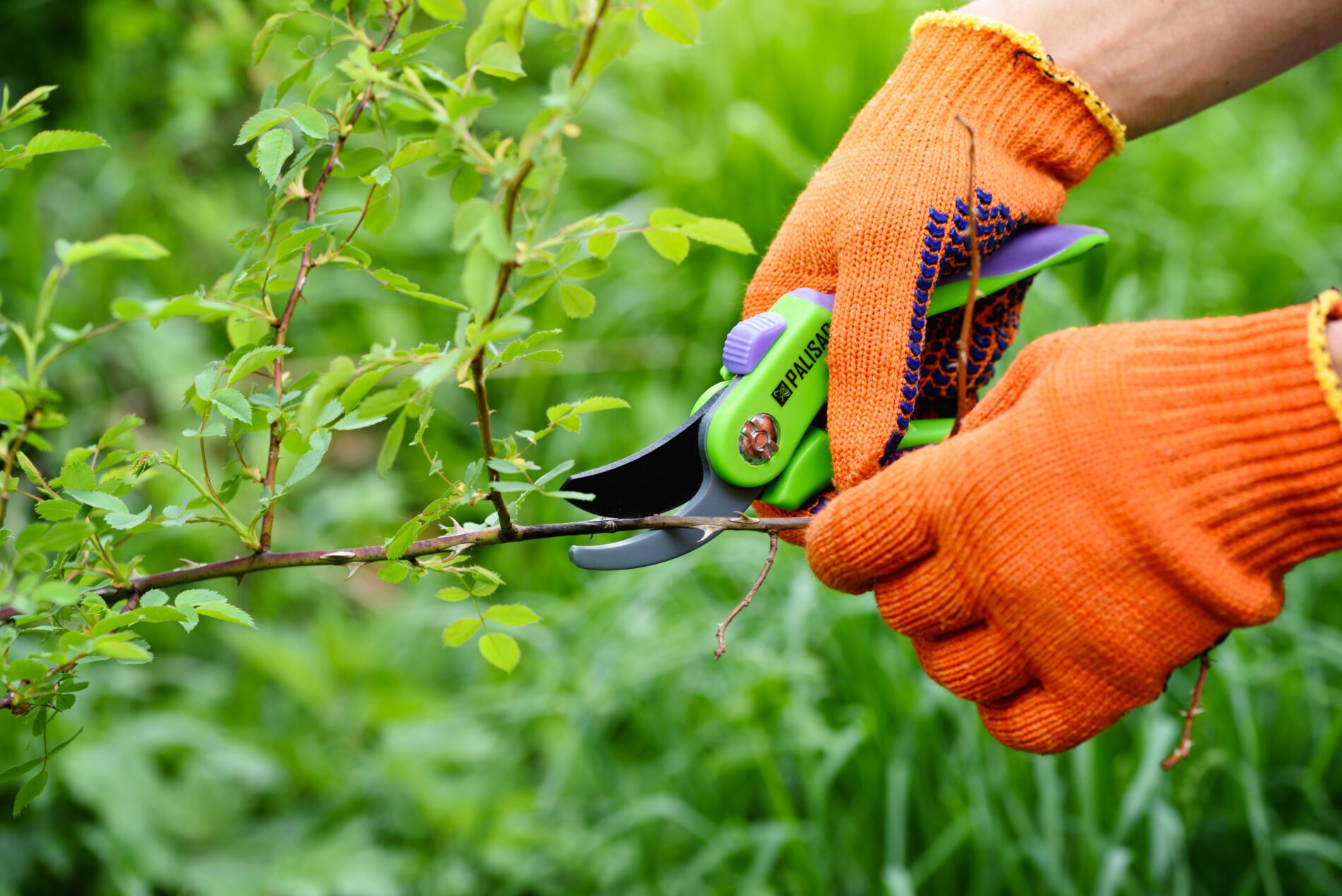 Important Benefits of Pruning - My Neighbor Services