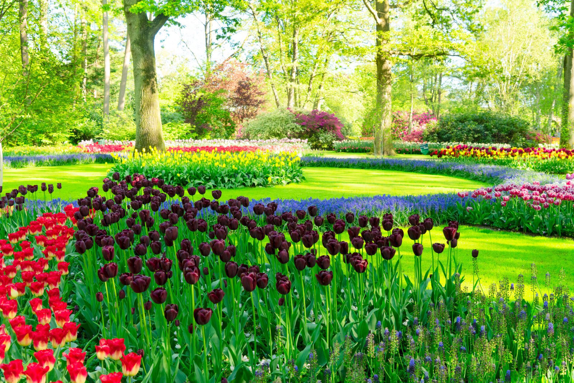 7 Expert Tips To Keep Your Lawn Elegant - My Neighbor Services