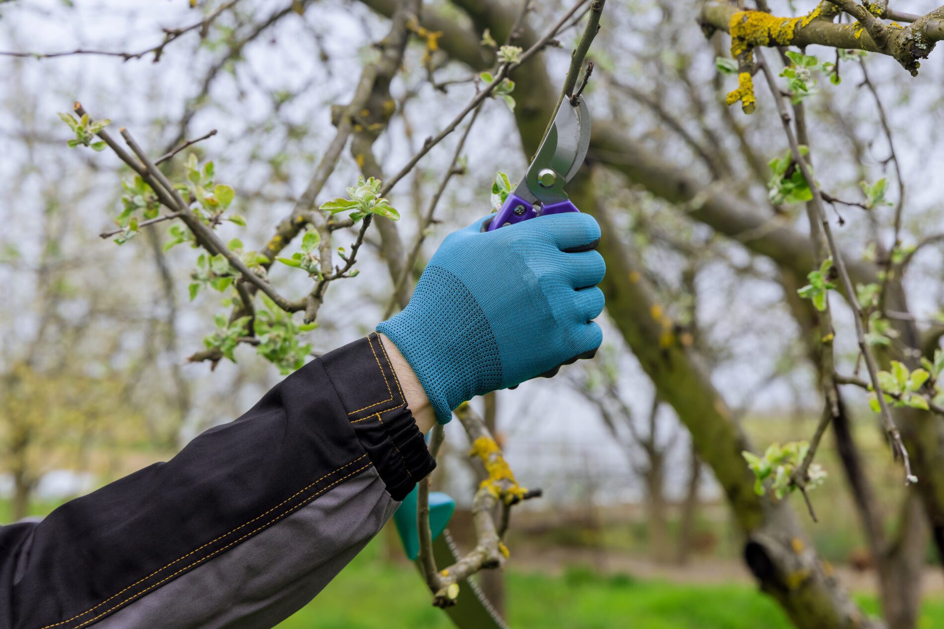 7 Best Tips for Springtime Pruning - My Neighbor Services