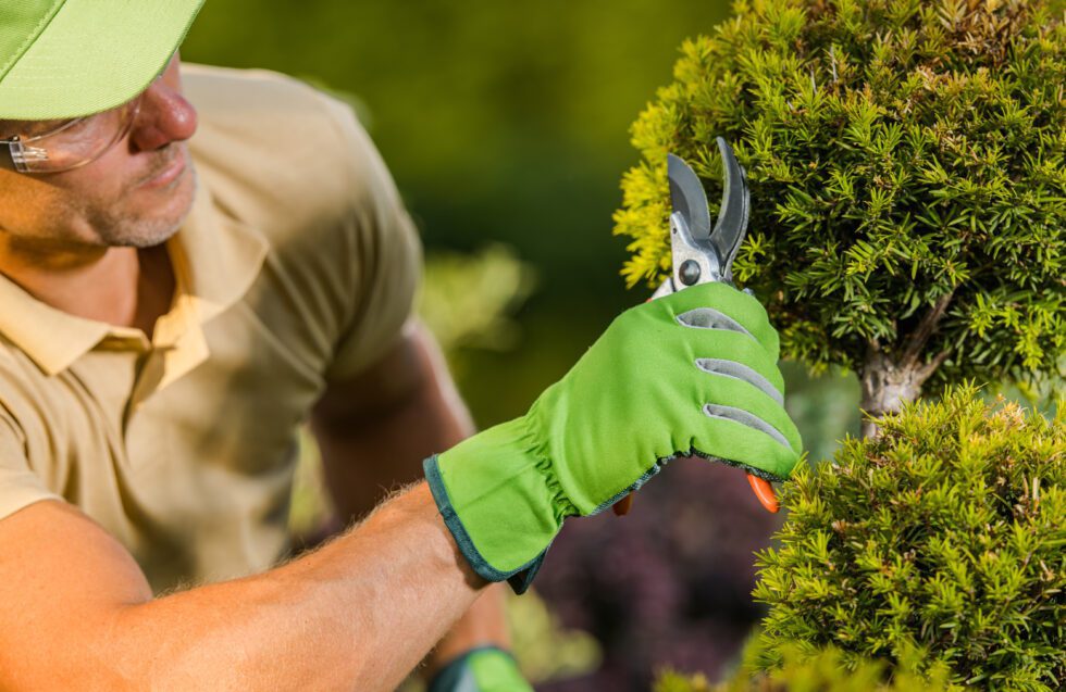 5 Best Shrubs To Add Beauty and Curb Appeal To Your Home