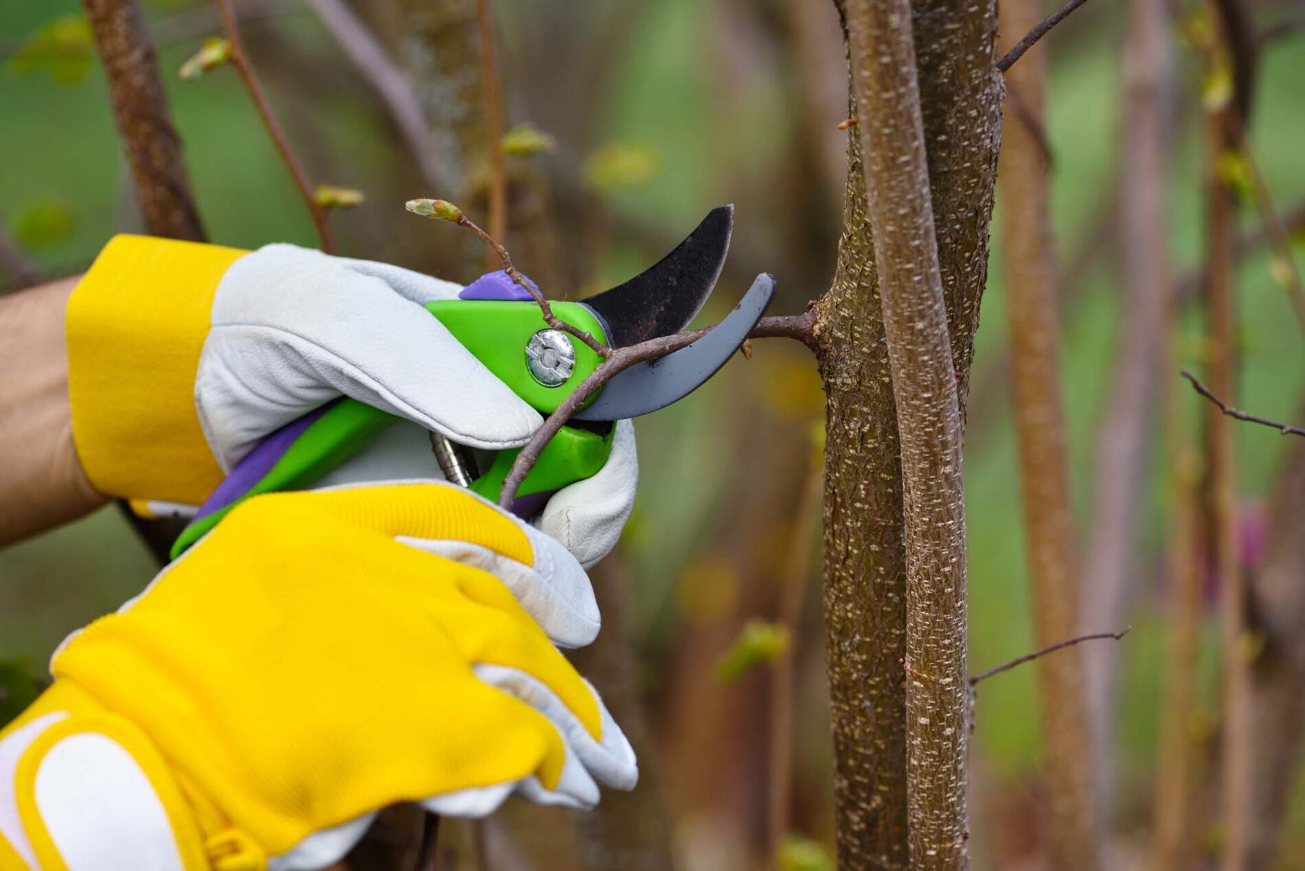 Removing Tree Limbs: Expert Guide for Healthy Trees