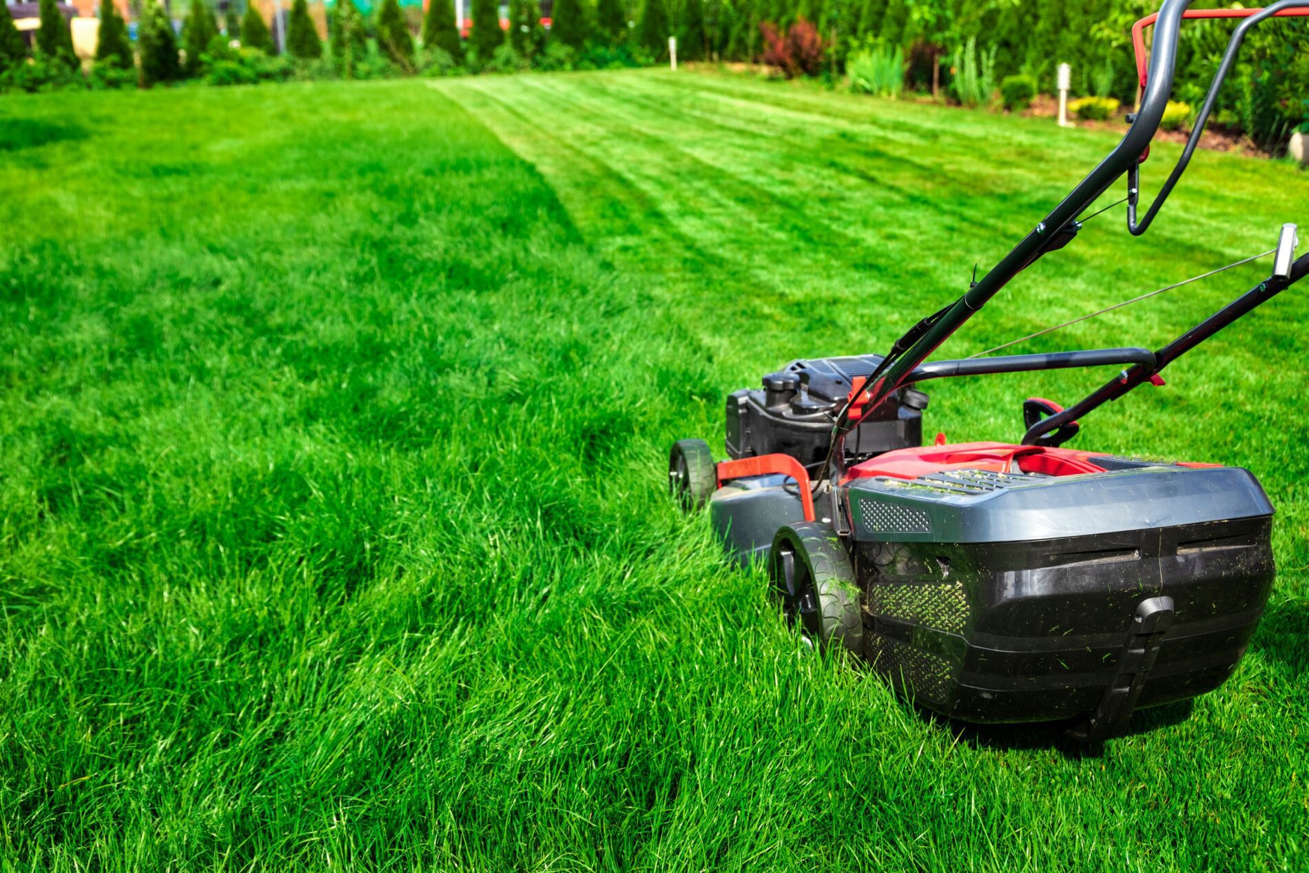 Insider Tips from Allen TX Lawn Service Pros for Weed-Free Lawns That Wow!