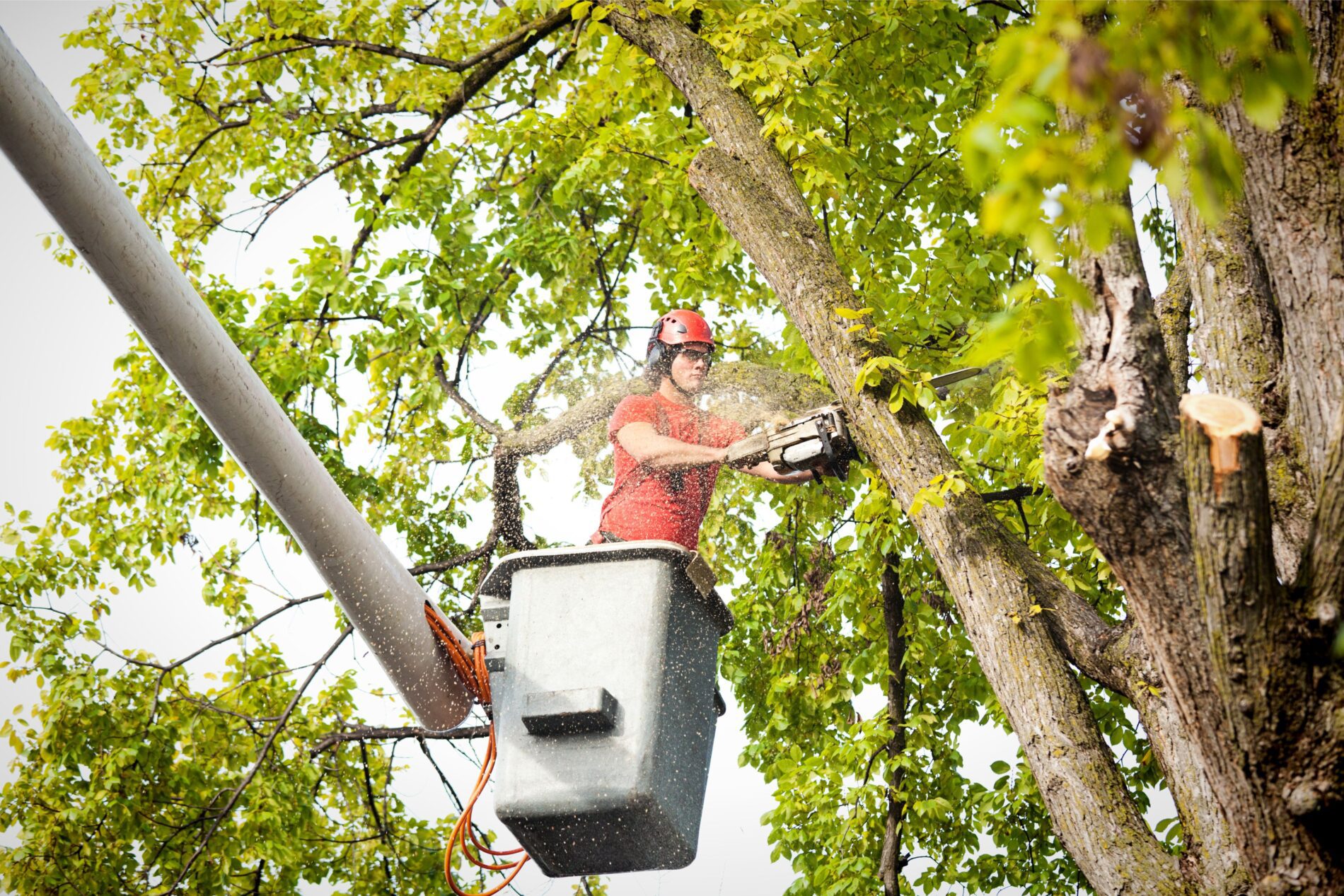 5 Signs Your Trees Need Allen Tree Service - Best Tree Serives
