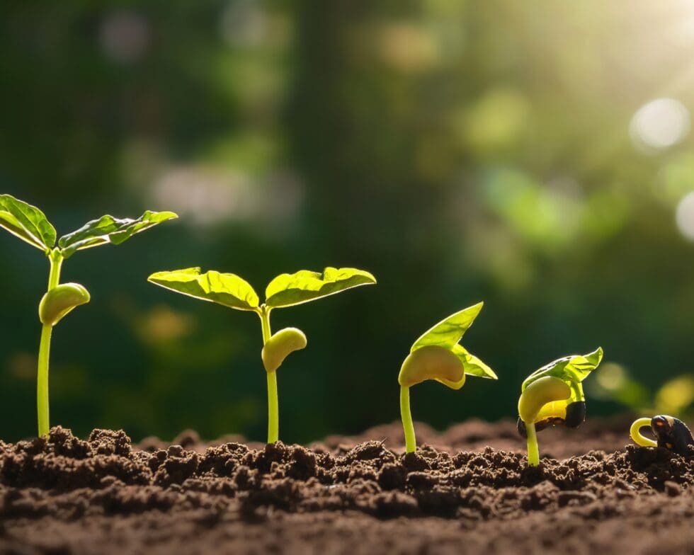 When to Plant Trees: Timing and Science for a Healthy Growing Tree